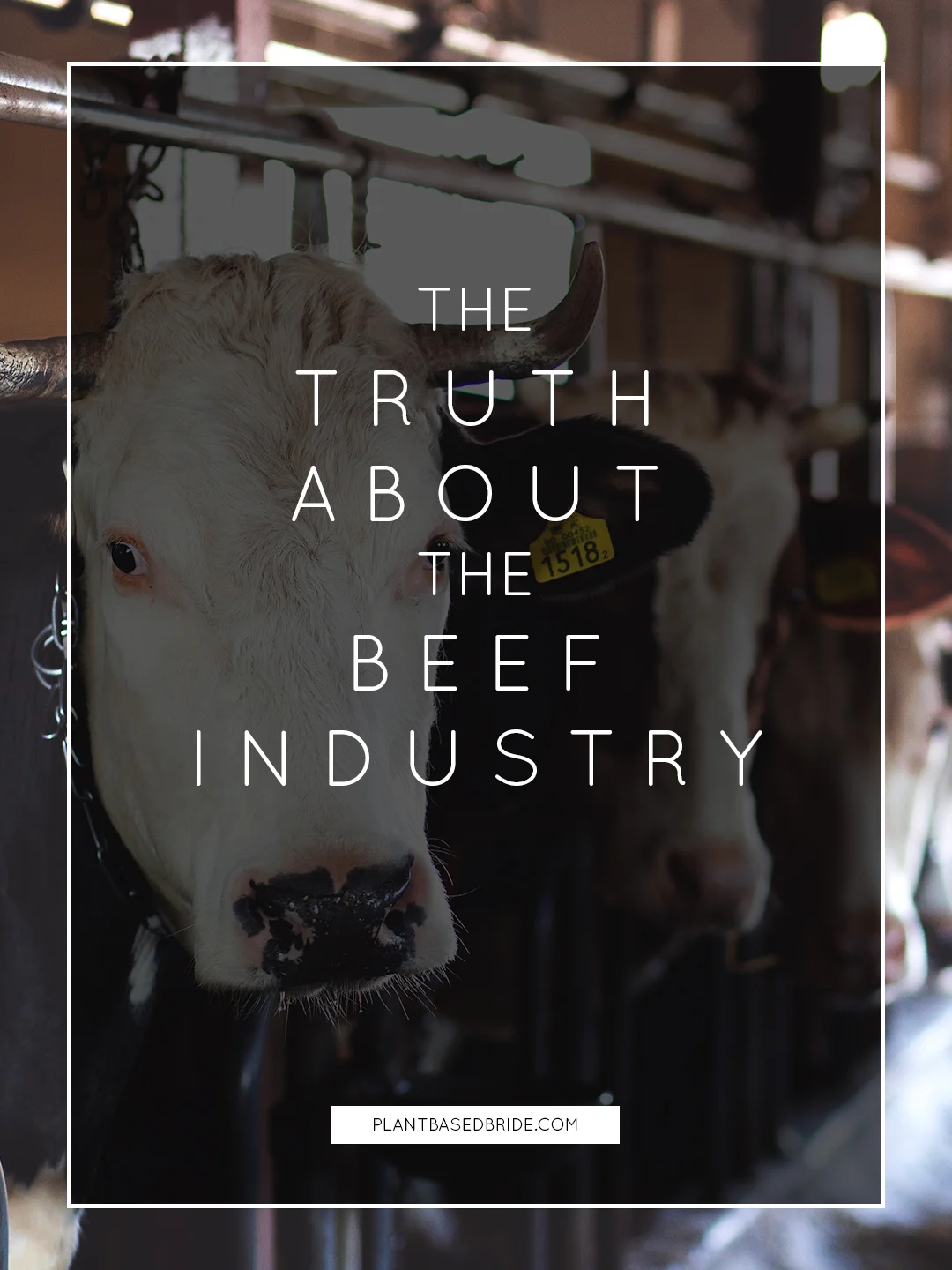 The Truth About The Beef Industry — Plant Based Bride