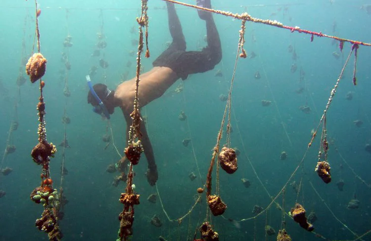 6 Tips to Care for Natural Sea Sponges — Dirty Mermaid