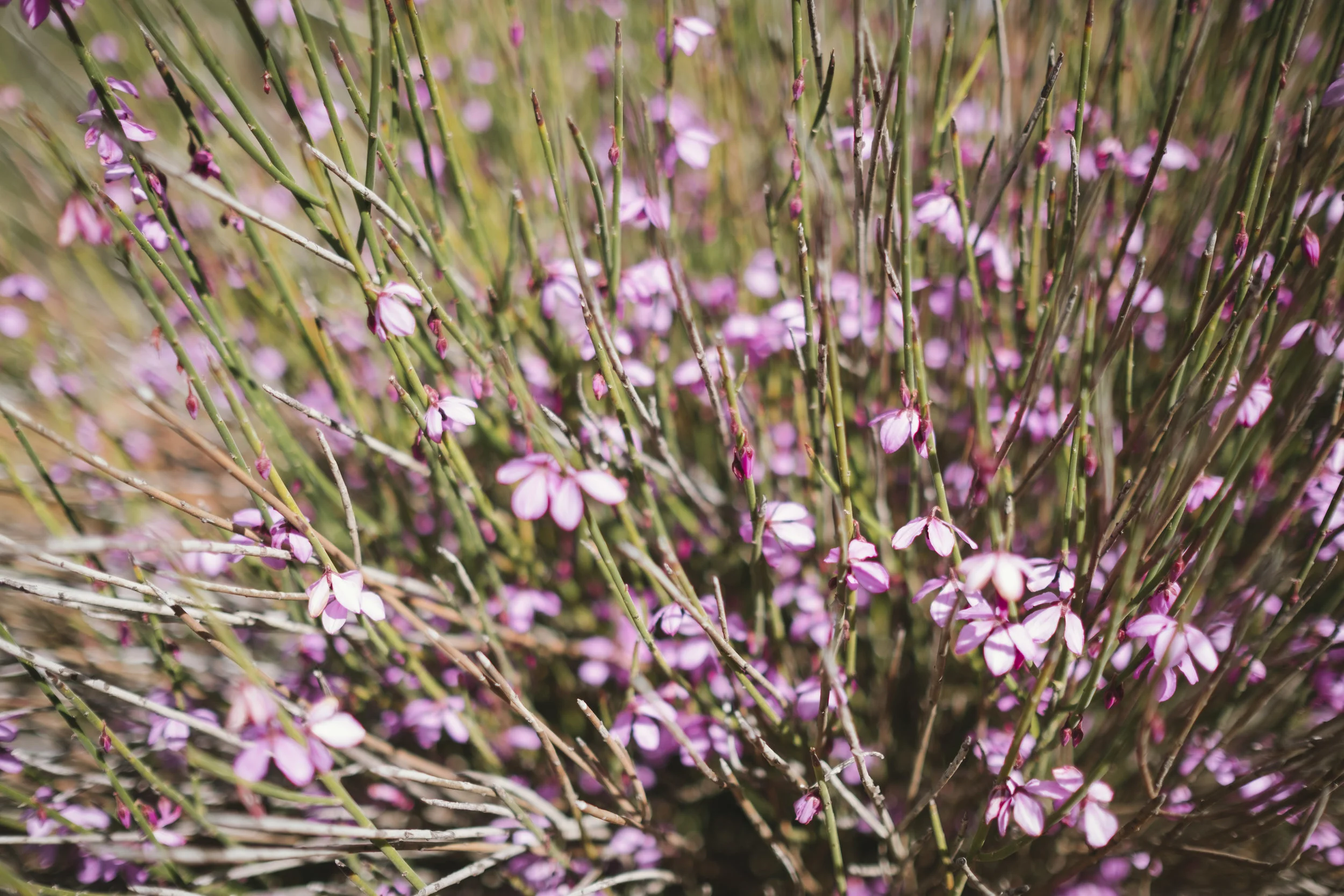 Helena & Aurora Range | Koolyanobbing WA | September 2018 {Avon Valley ...