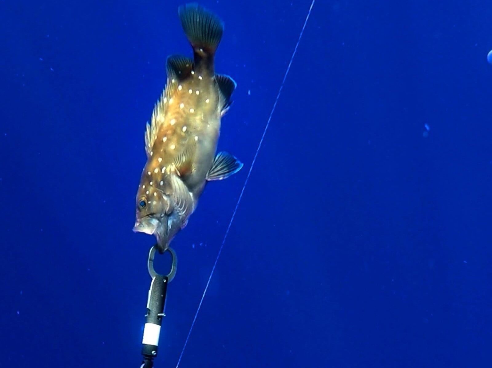 Barotrauma in freshwater fishes — Keep Fish Wet