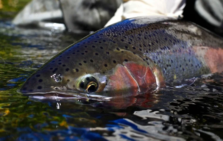 Tips — Keep Fish Wet