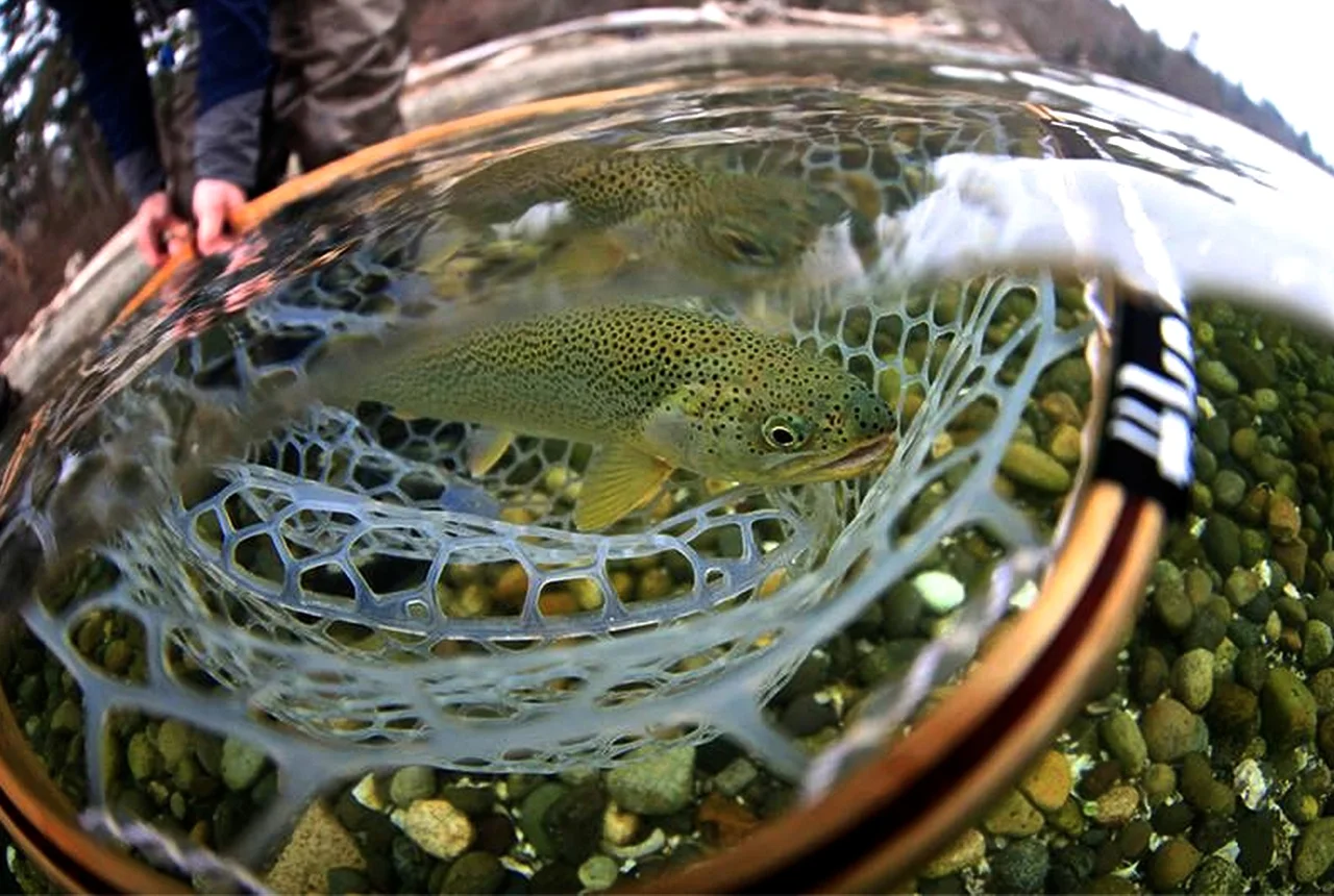 Principles — Keep Fish Wet