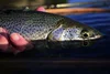 Keep Fish Wet