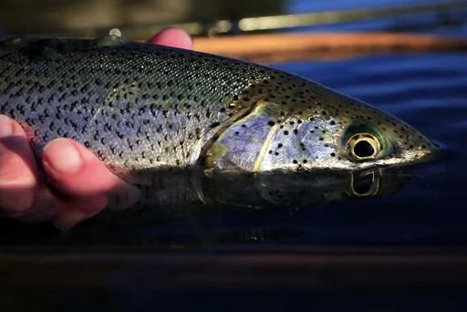 Keep Fish Wet