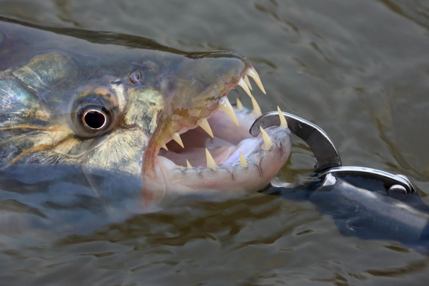 Tips — Keep Fish Wet