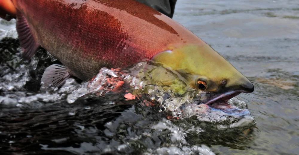 Tips — Keep Fish Wet