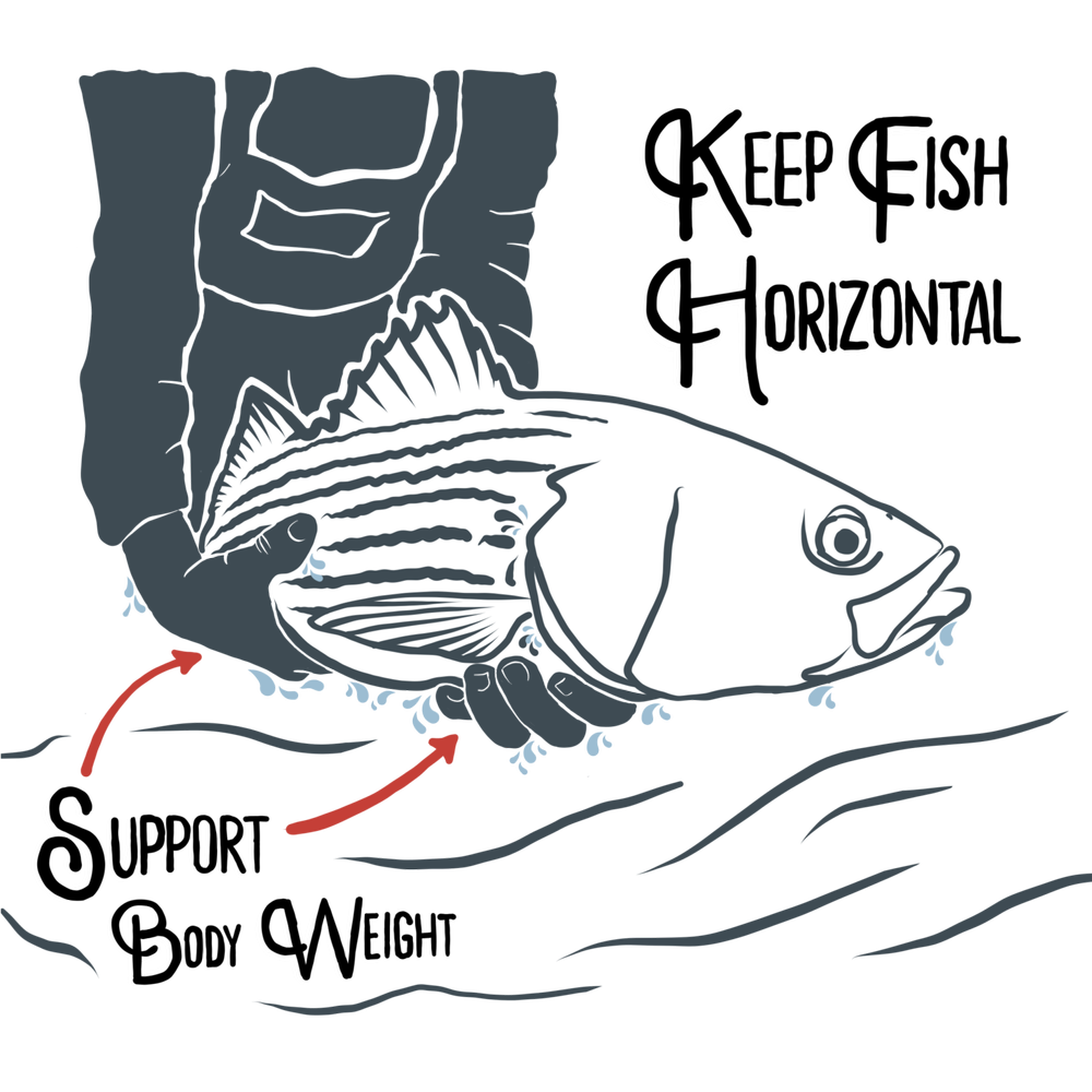 Stripers In Our Hands — Keep Fish Wet