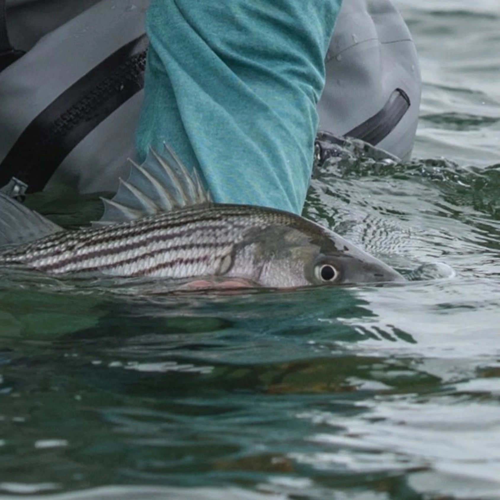 Keep Fish Wet