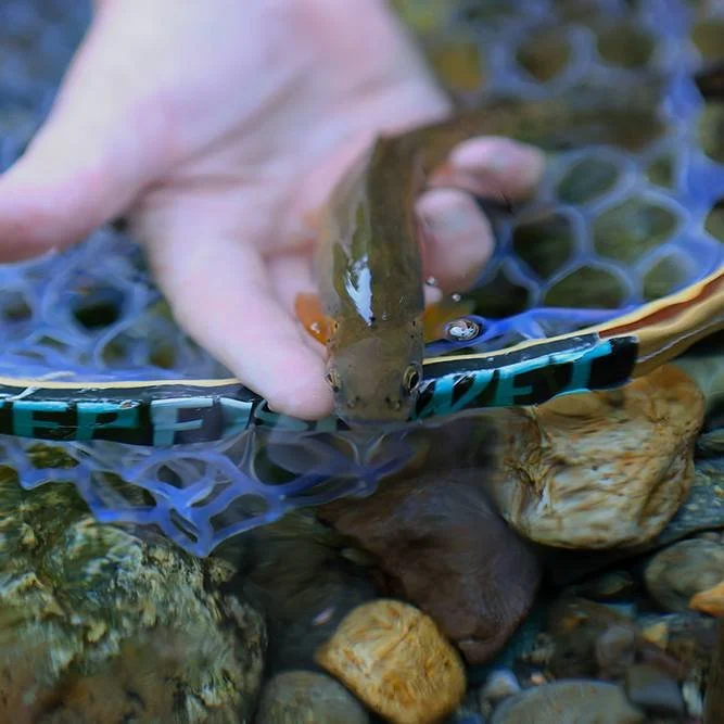 Keep Fish Wet