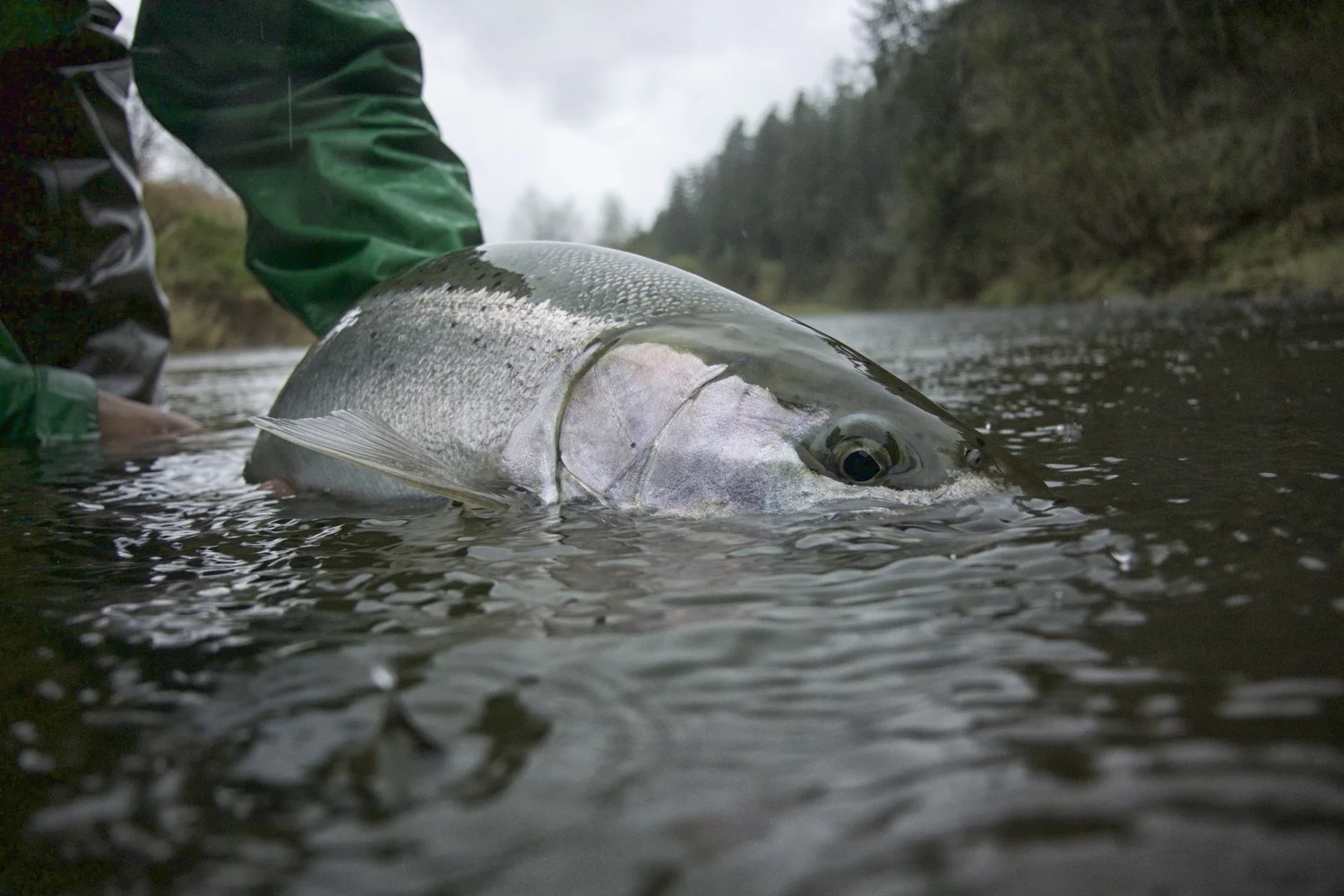 Steelhead In Our Hands — Keep Fish Wet