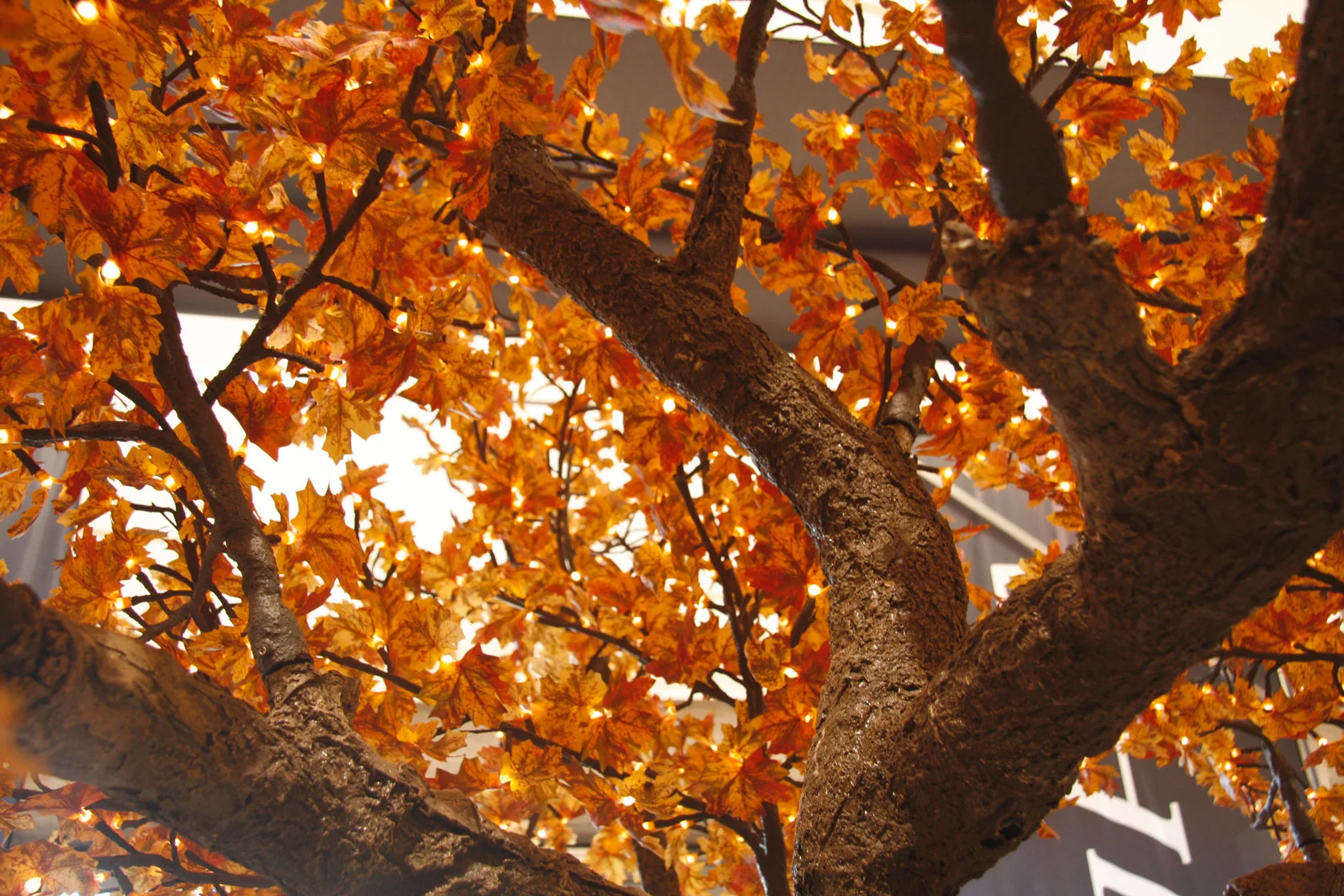 Maple Tree — Avatree