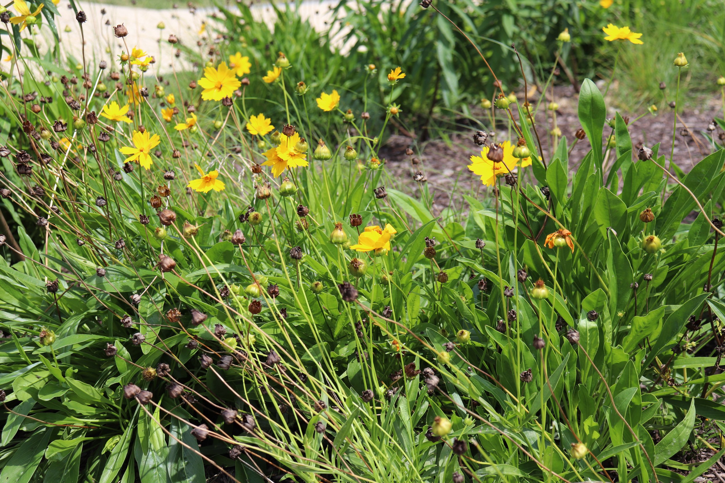 Heritage Garden Native Prairie — UIC Heritage Garden