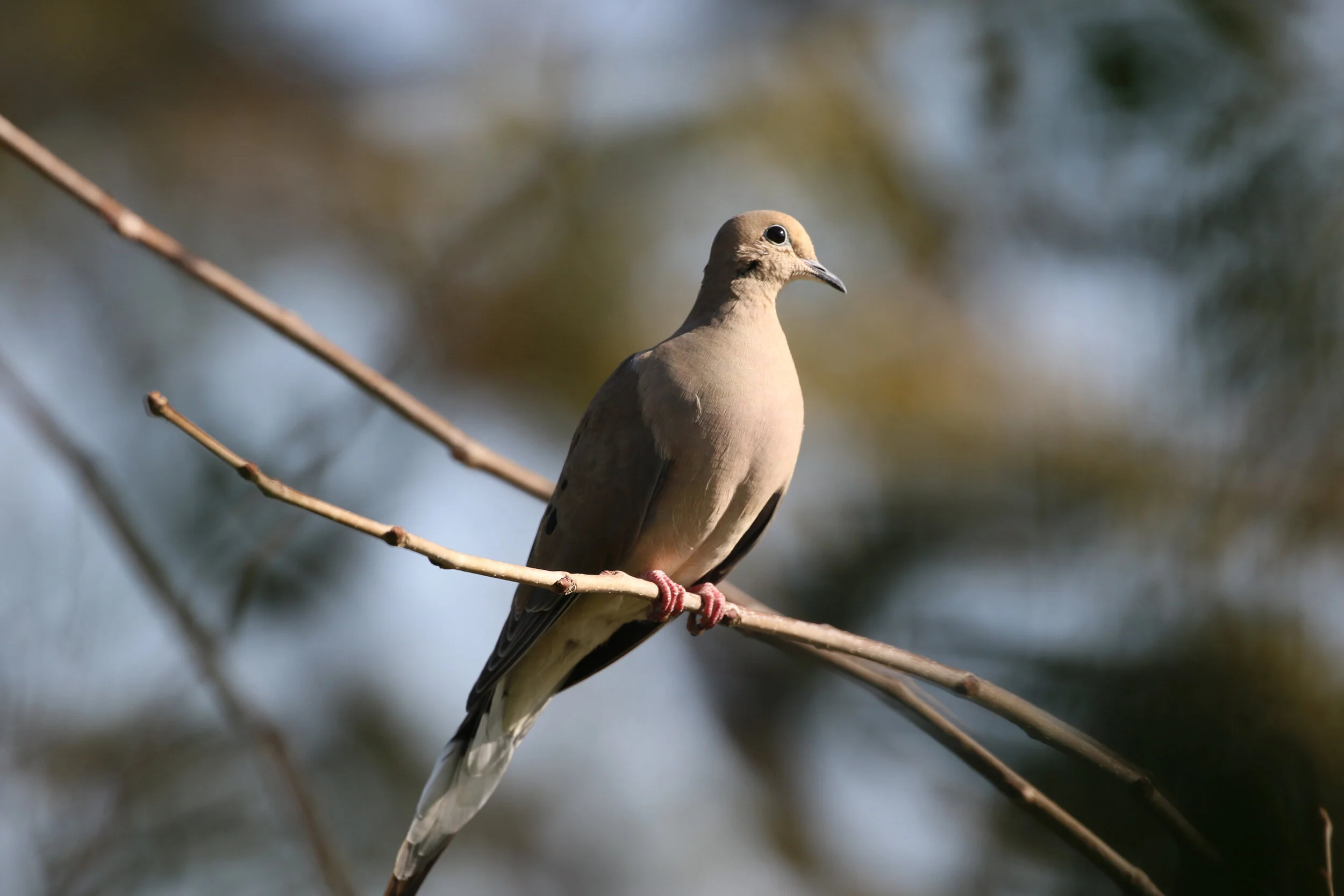 Sarah Barnard Design - Story