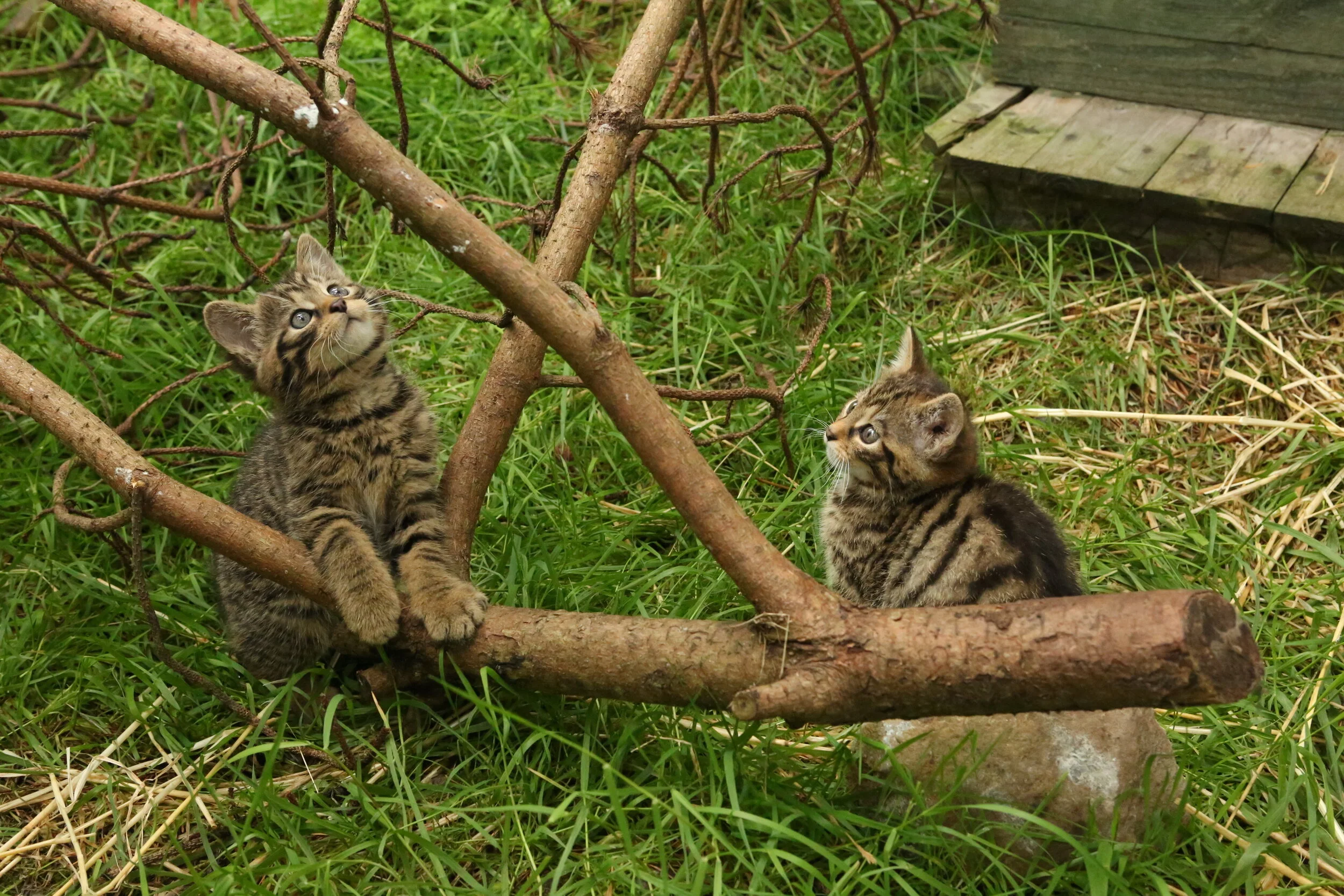 UTTS #068 Saving the Scottish Wildcat — Under The Tartan Sky