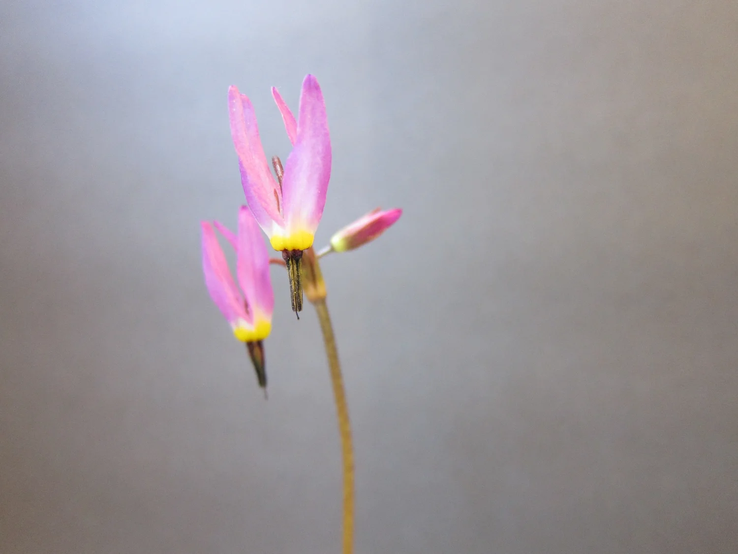 Buzz Pollination — Leonard Lab