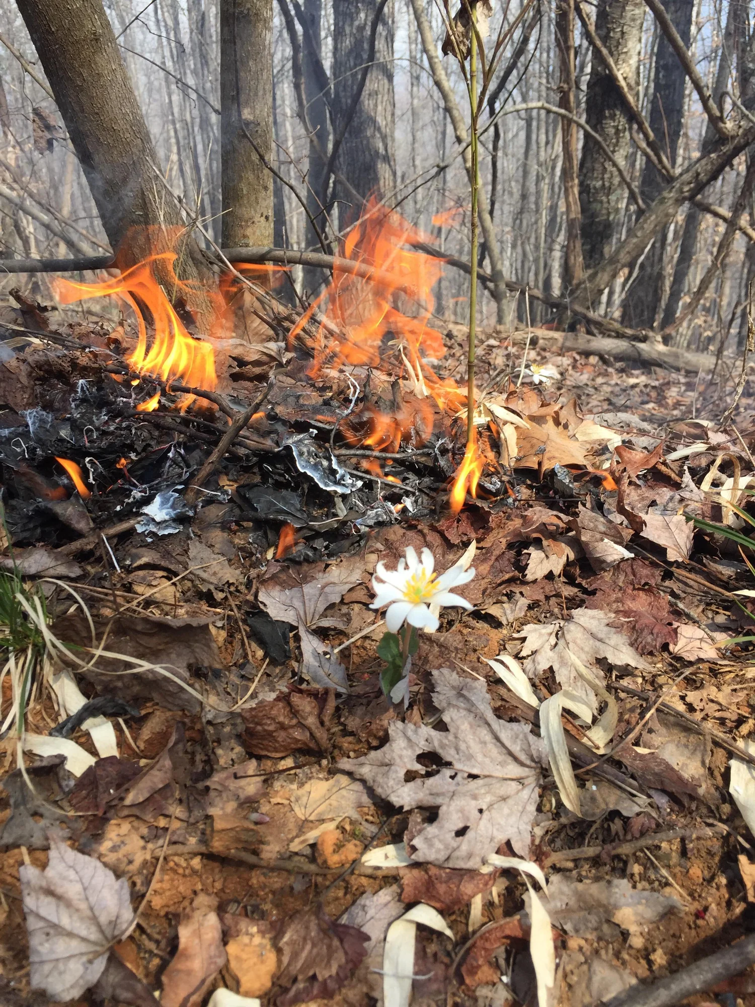Wildfire Resources — Blue Ridge Resource Conservation and Development