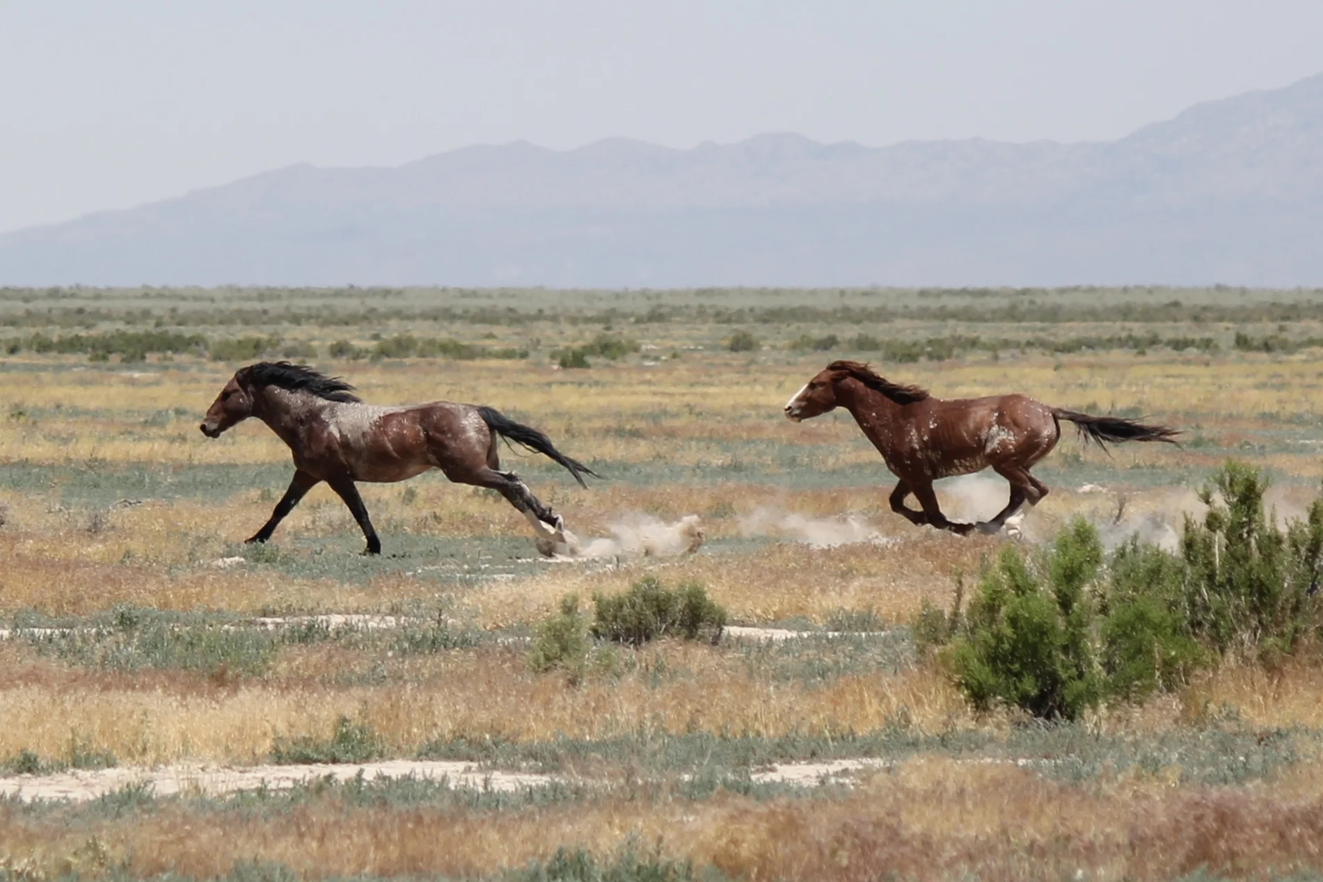 Mustang Horse Running