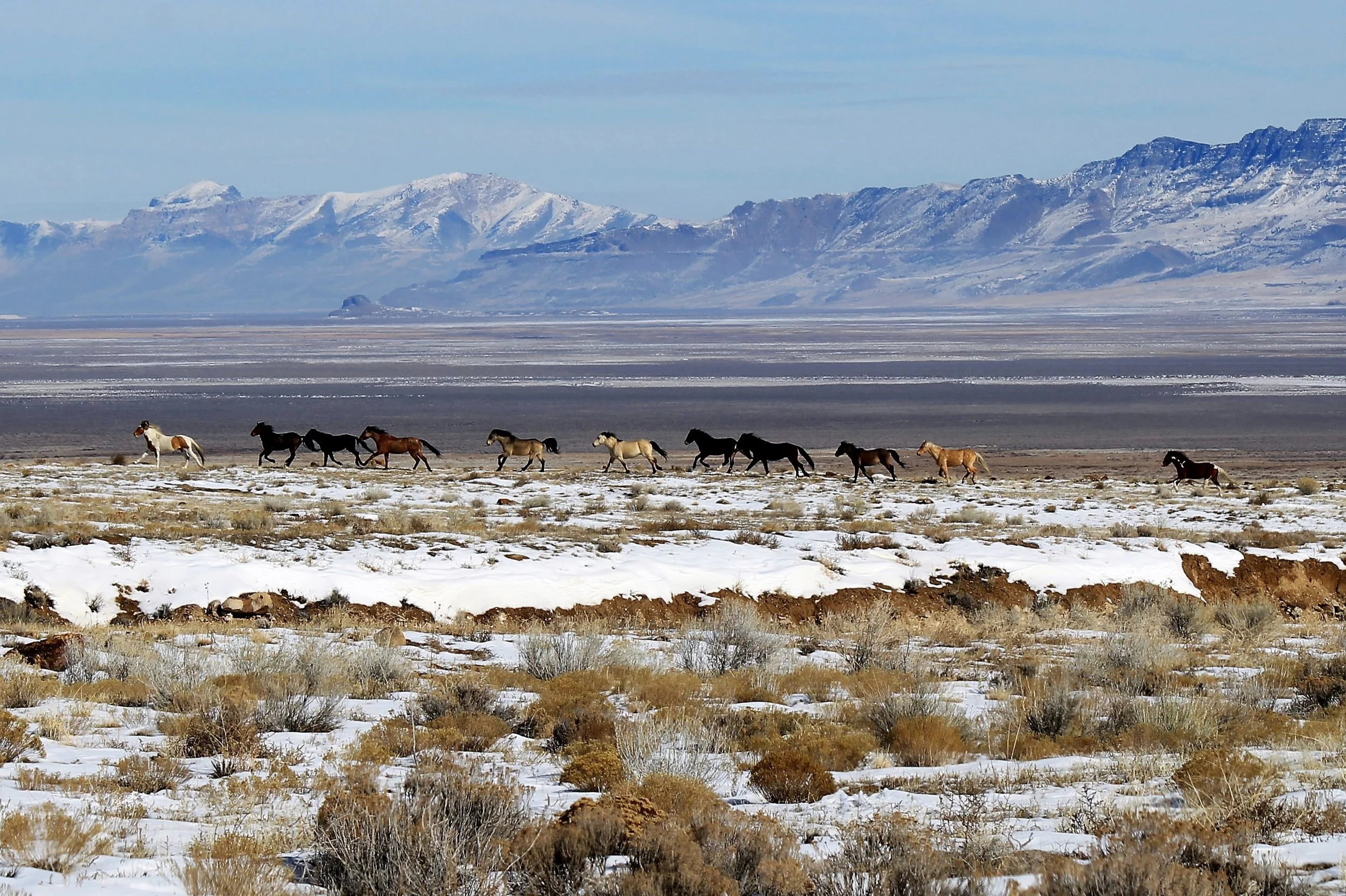 Wild Horses Mustang Rearing