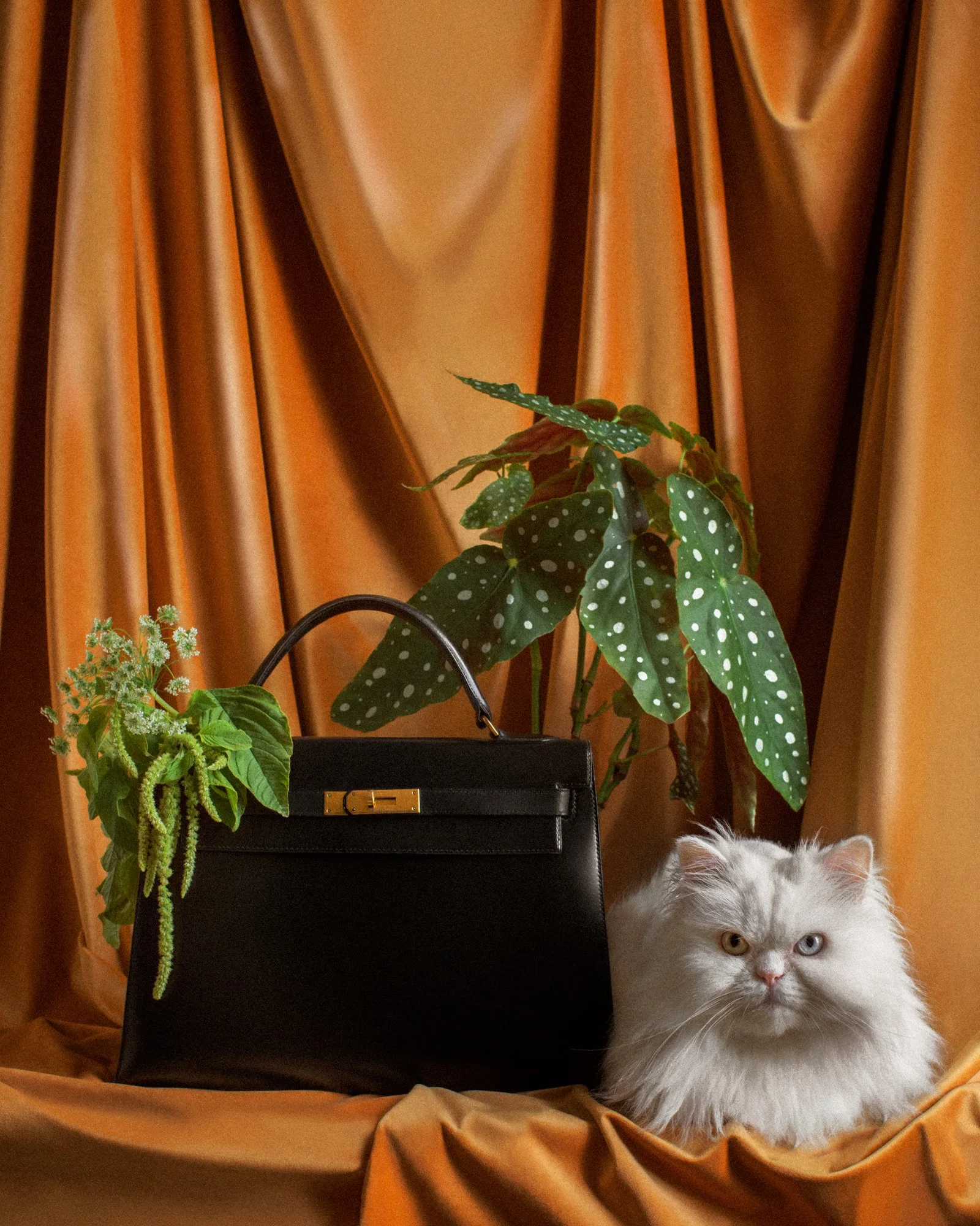 Jessica Portillo Photography