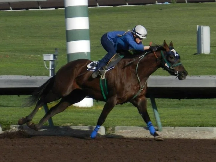 Finding Motivation Through Critics — EQUINE RACERS