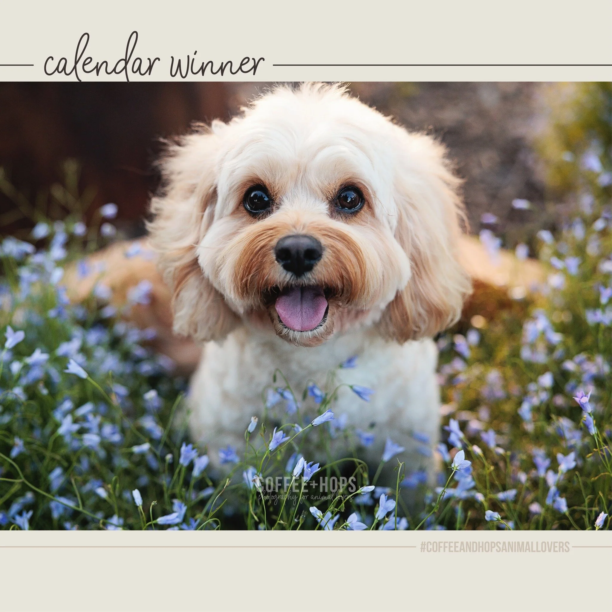 Coffee+Hops, Mackay QLD