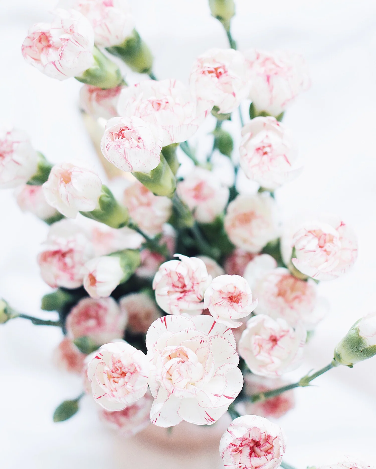 How To Stop Feeling The Pressure — From Roses