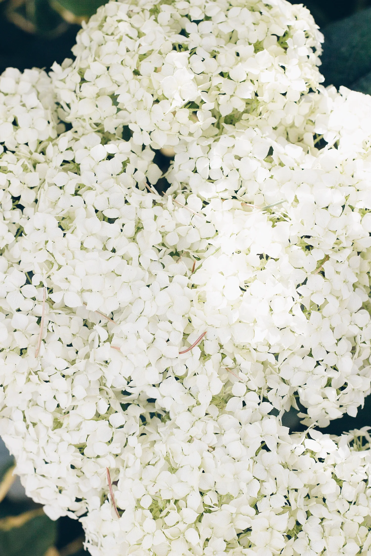 The Best Things To Photograph When You're A Beginner — From Roses