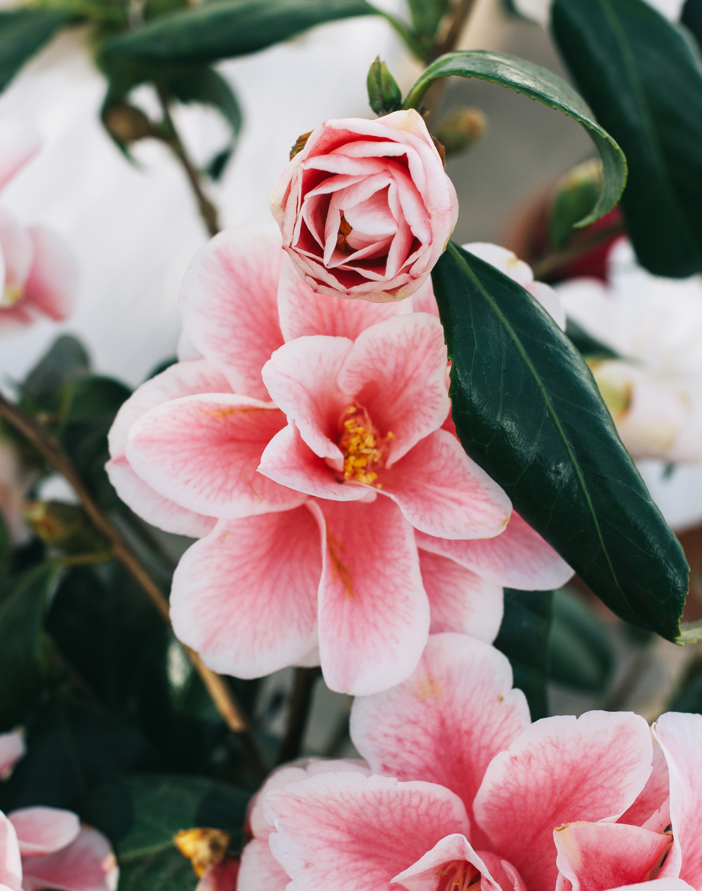 6 Reasons To Be Excited For Spring — From Roses