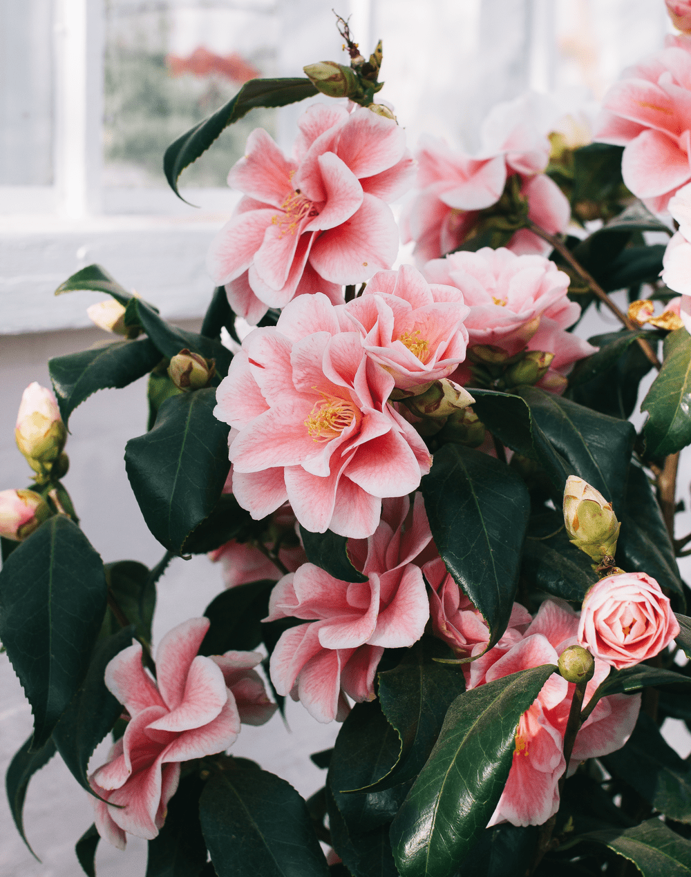 6 Reasons To Be Excited For Spring — From Roses