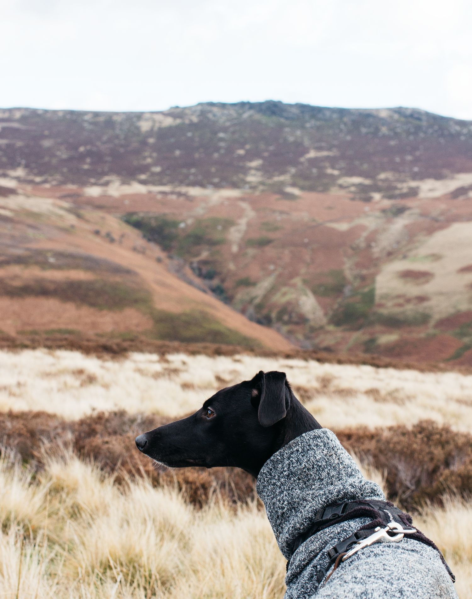 Everything To Purchase For Your Hound This Season — From Roses