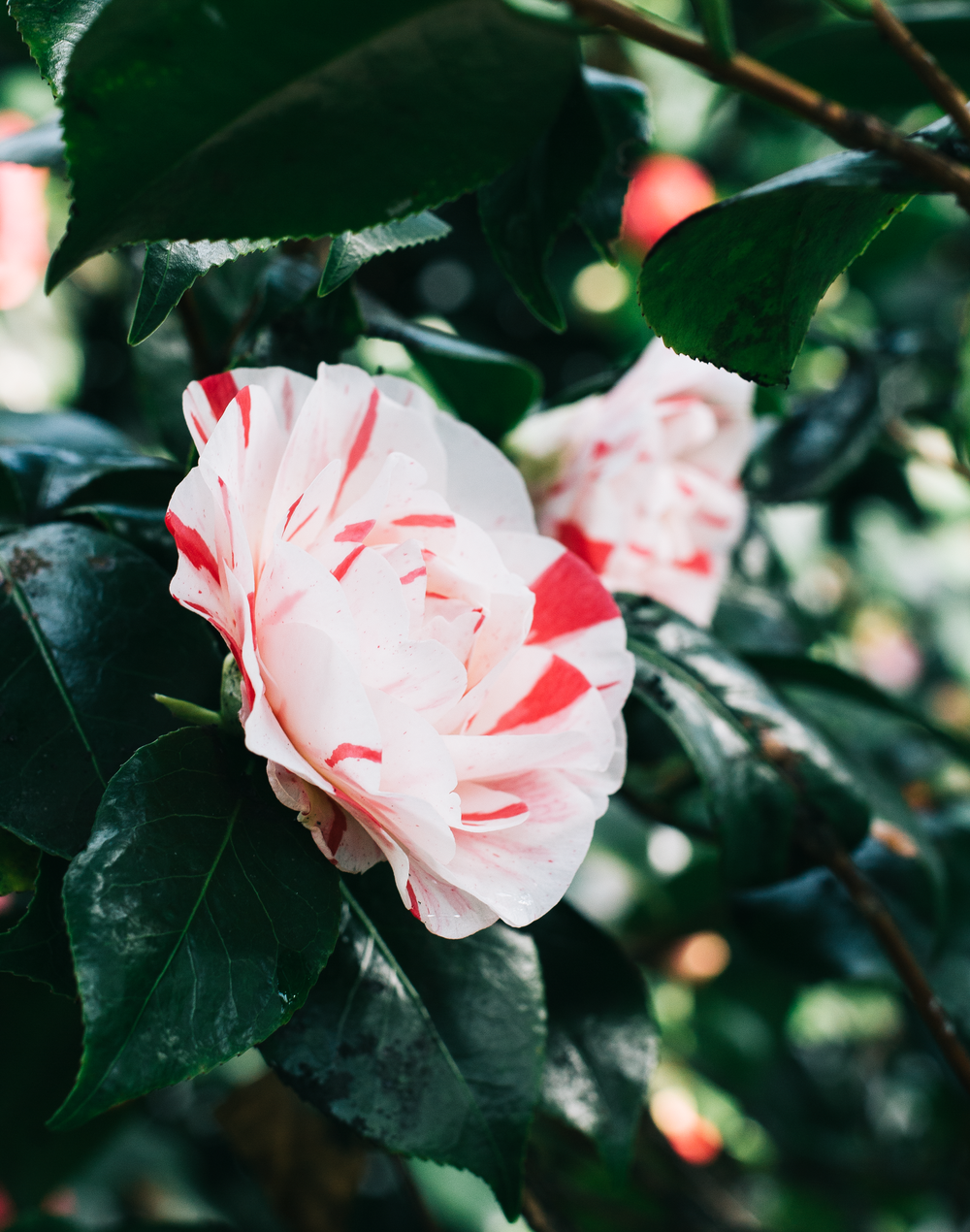 Everywhere To Explore In Nottinghamshire — From Roses