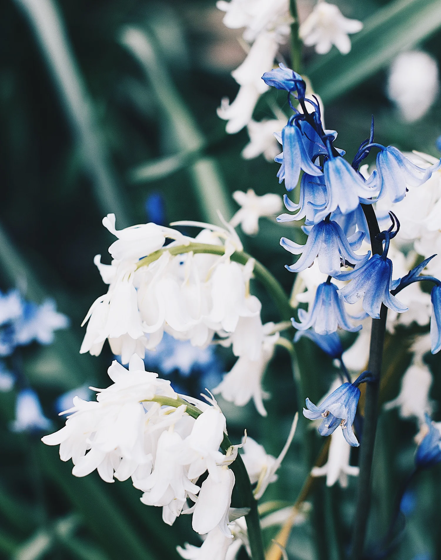 Something To Get You Inspired For Spring — From Roses