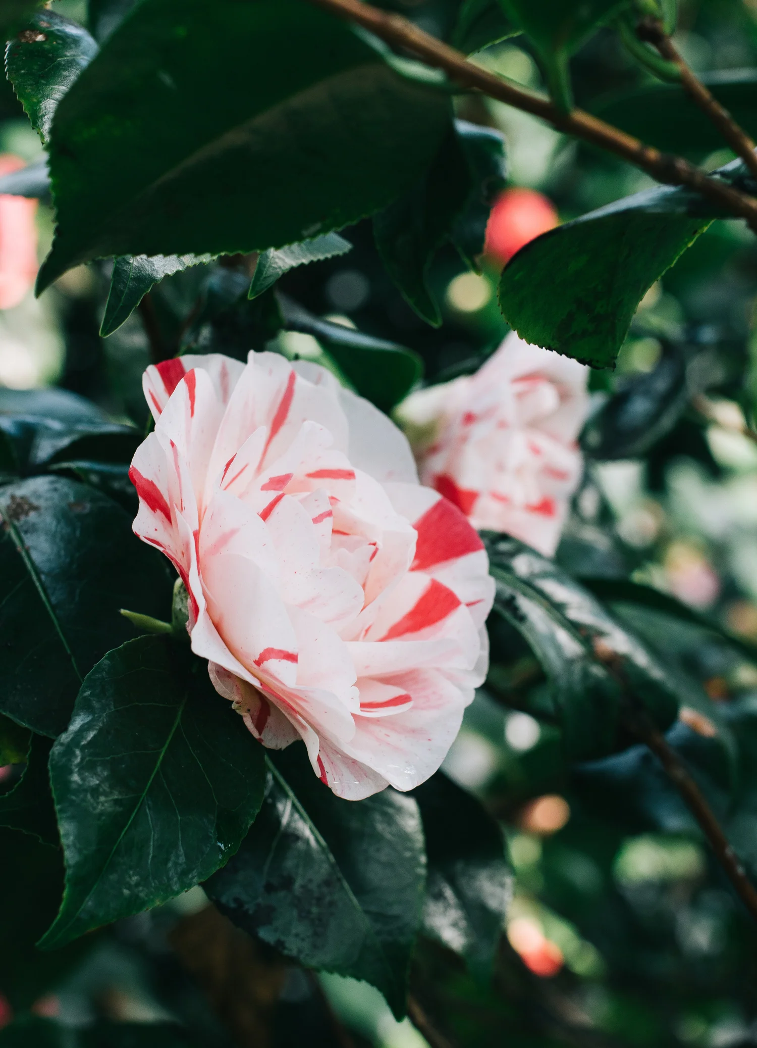 A Floral Treat For Your Tech — From Roses