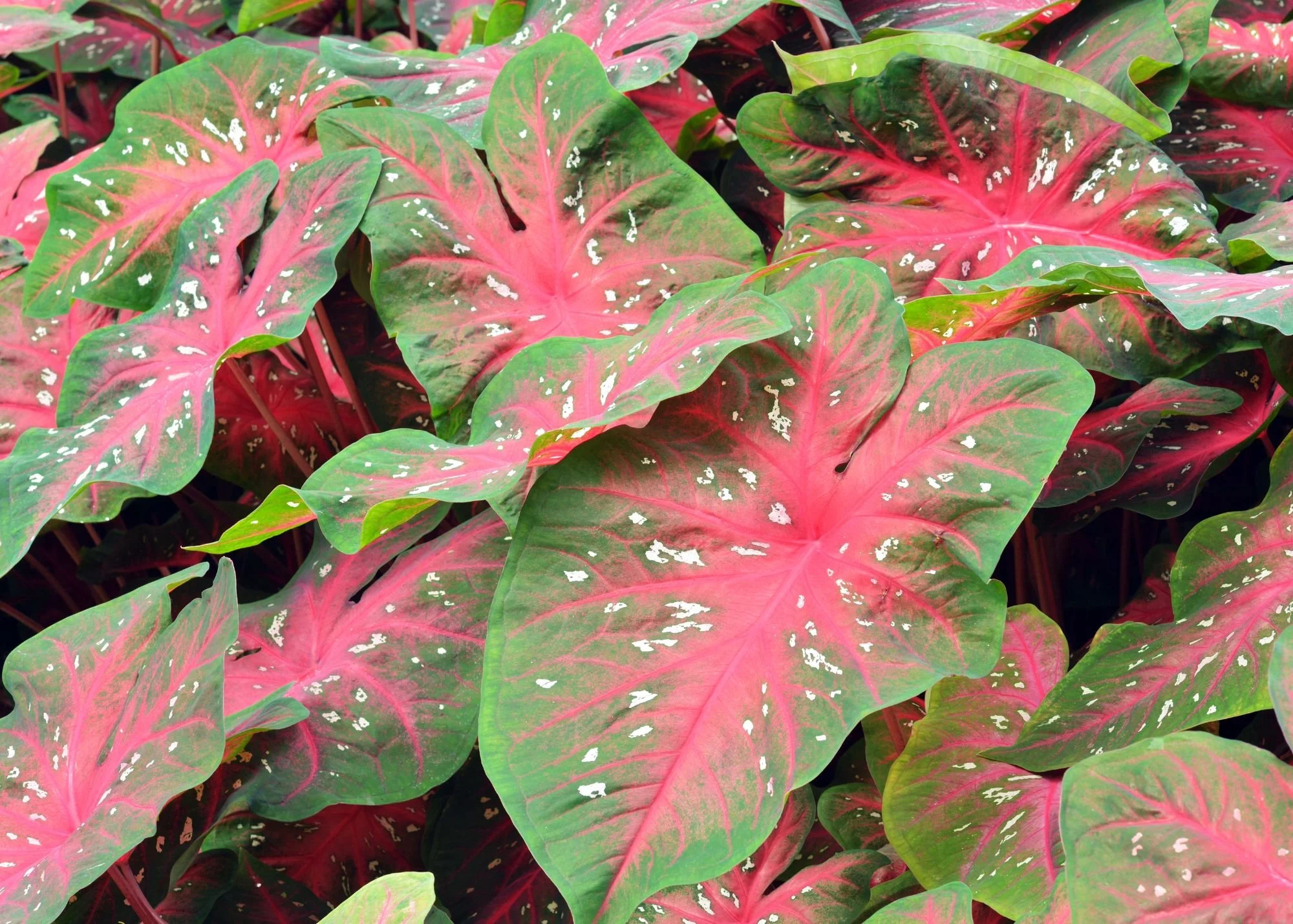 Caladium Storefront — Growing a better community since 1972