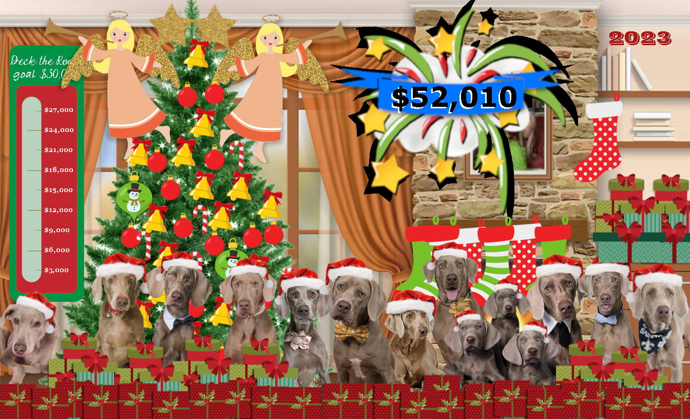 WRS Weimaraner Rescue of the South, Adopting Weims to Loving Homes