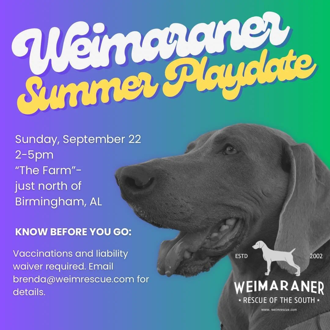 WRS Weimaraner Rescue of the South, Adopting Weims to Loving Homes