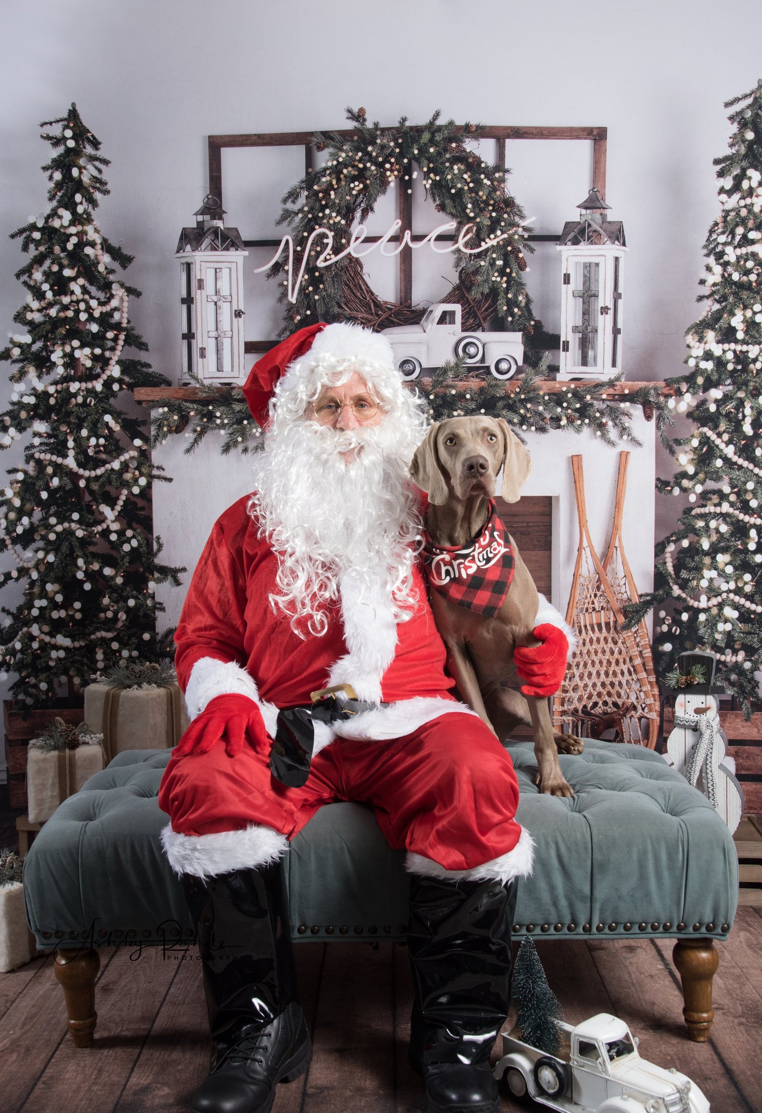 WRS Weimaraner Rescue of the South, Adopting Weims to Loving Homes