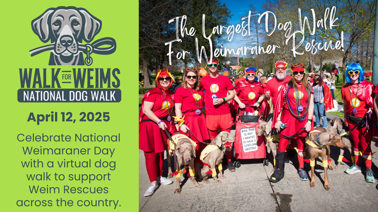 WRS Weimaraner Rescue of the South, Adopting Weims to Loving Homes