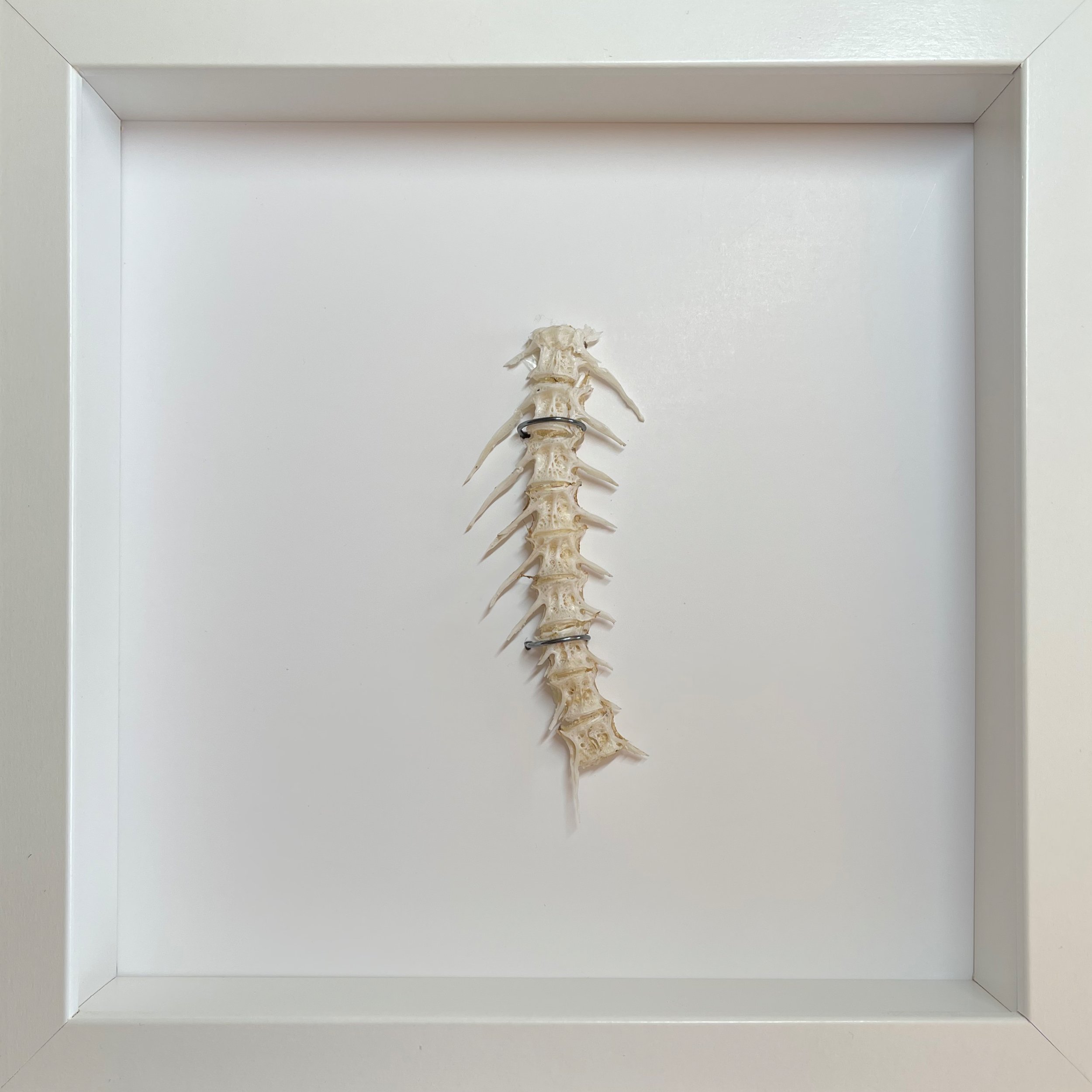 Petrichor Catalogue — Studio Gallery