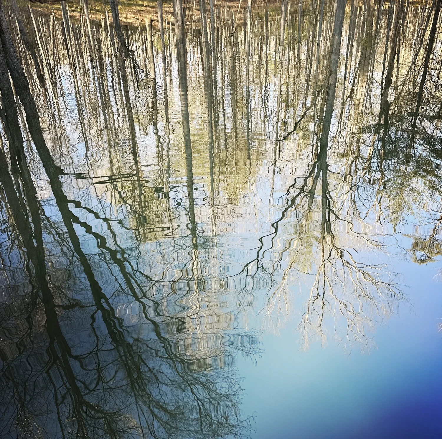 Pond Reflections Catalogue — Studio Gallery