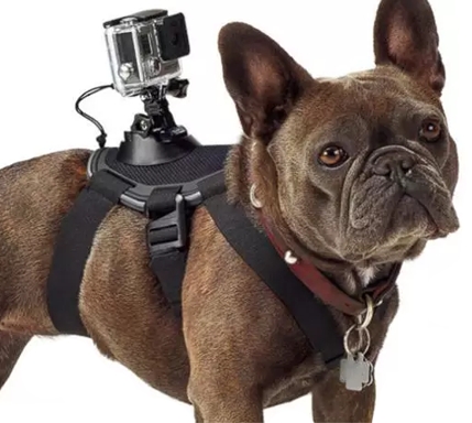 Gopro Dog Mount