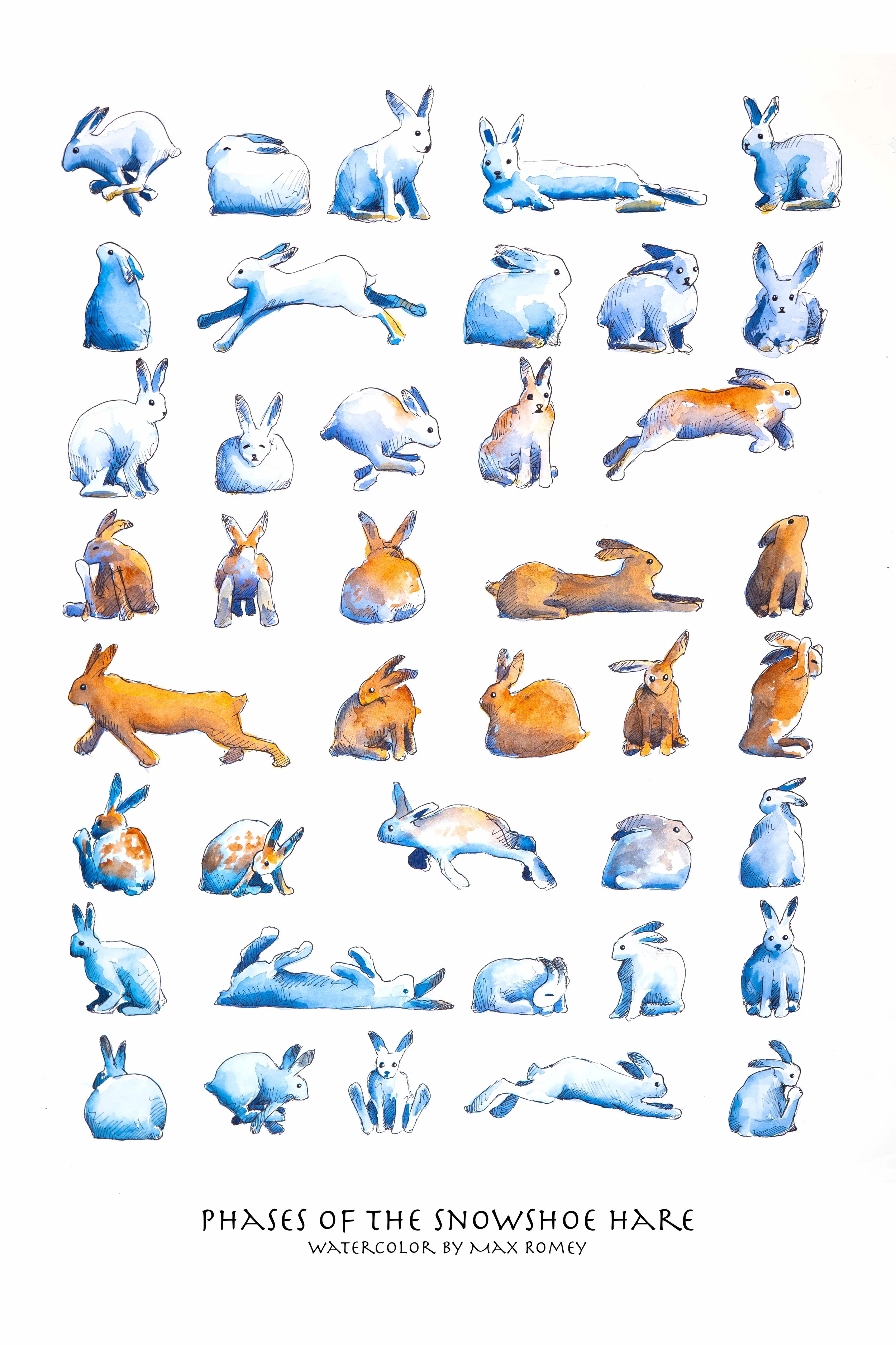 Phases of the Arctic Fox Print *Signed Print* — Max Romey