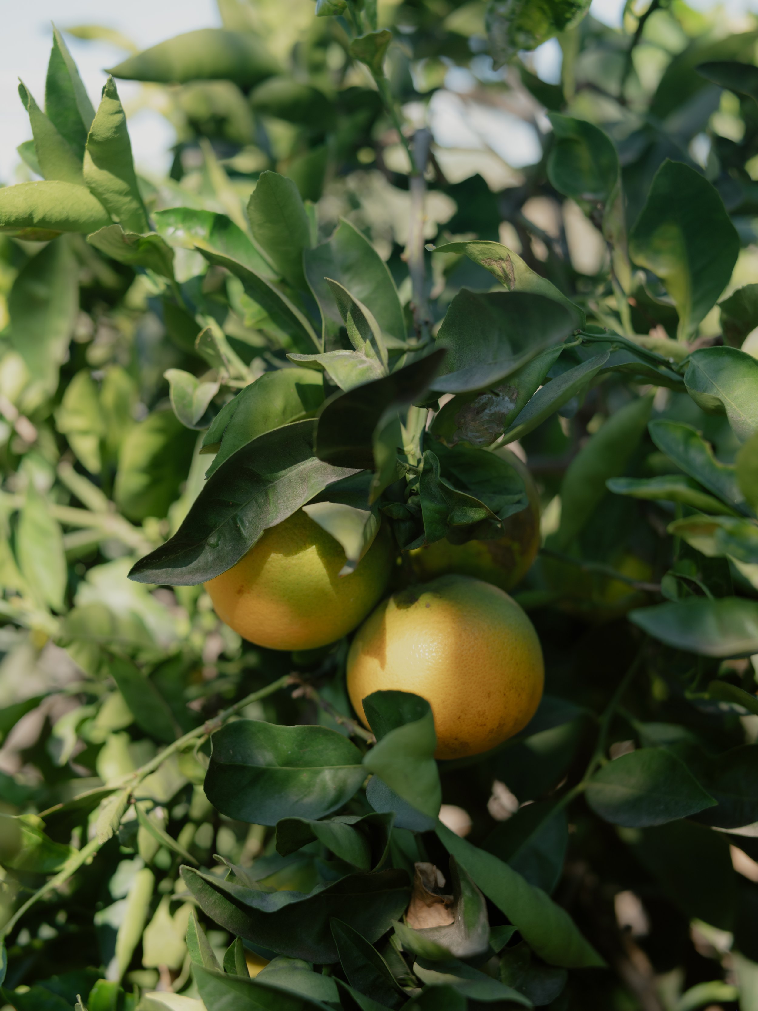 The Bell Farm @ The Bell Shelter — GrowGood