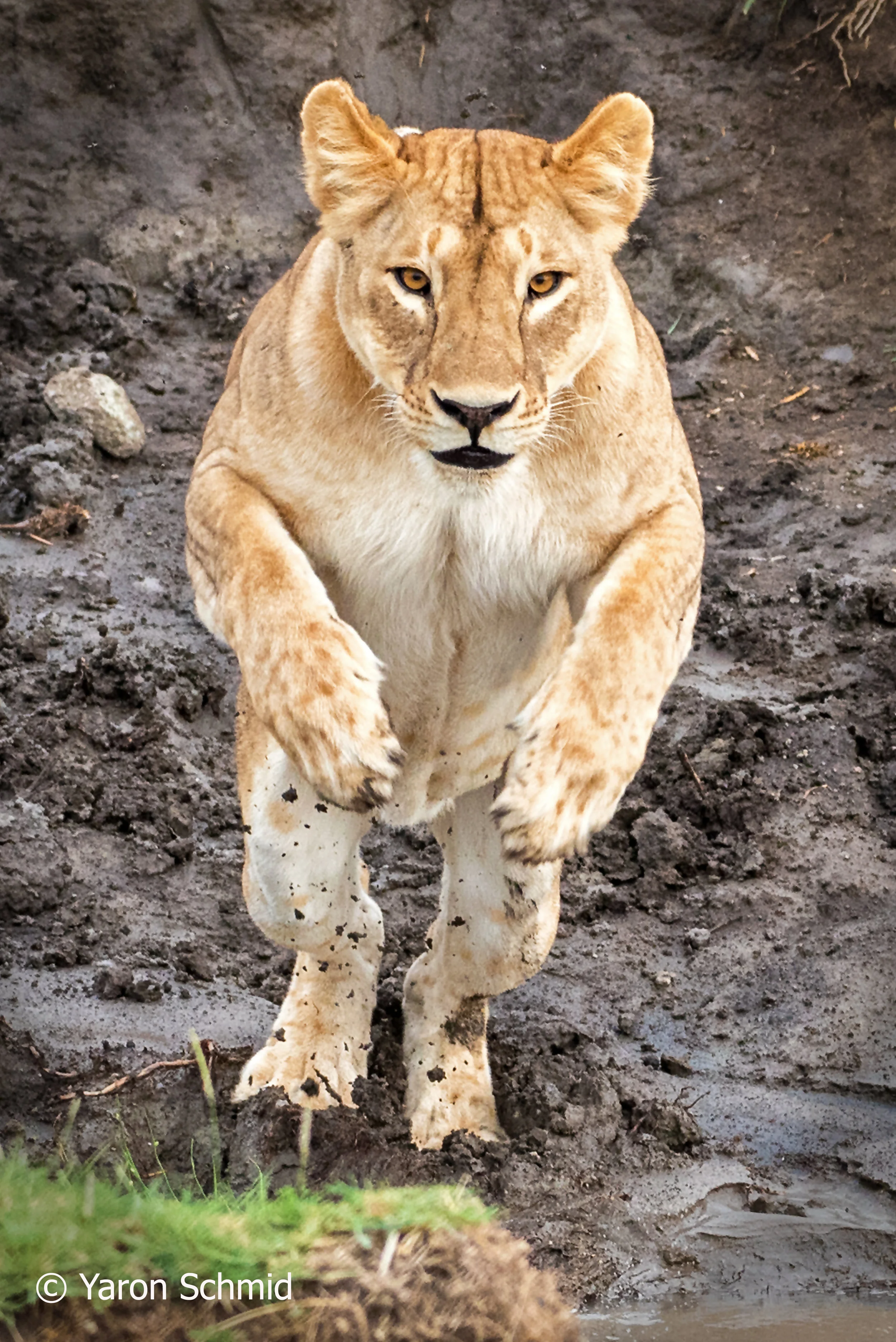 Lion Jumping At Camera