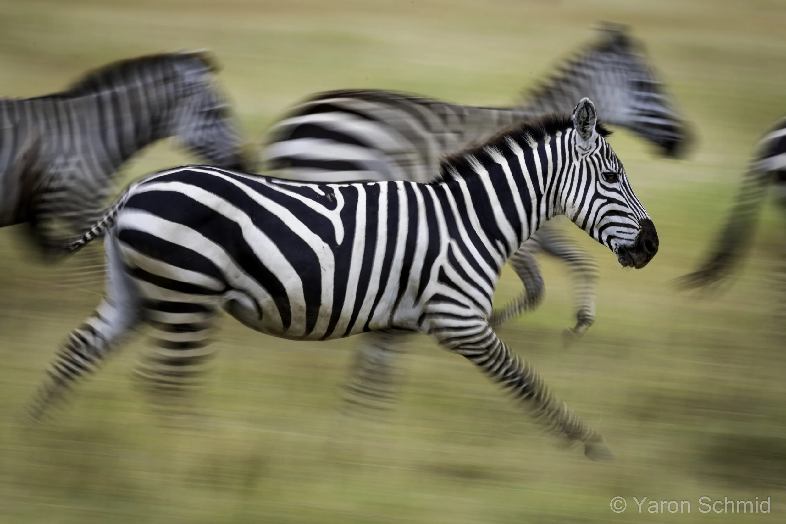 Zebras — YS Wildlife Photography