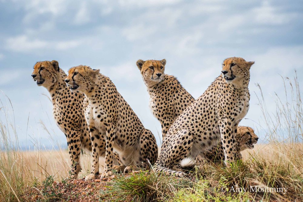 Itinerary - Kenya "Big Cat & Great Migration" Safari With Sheldrick ...