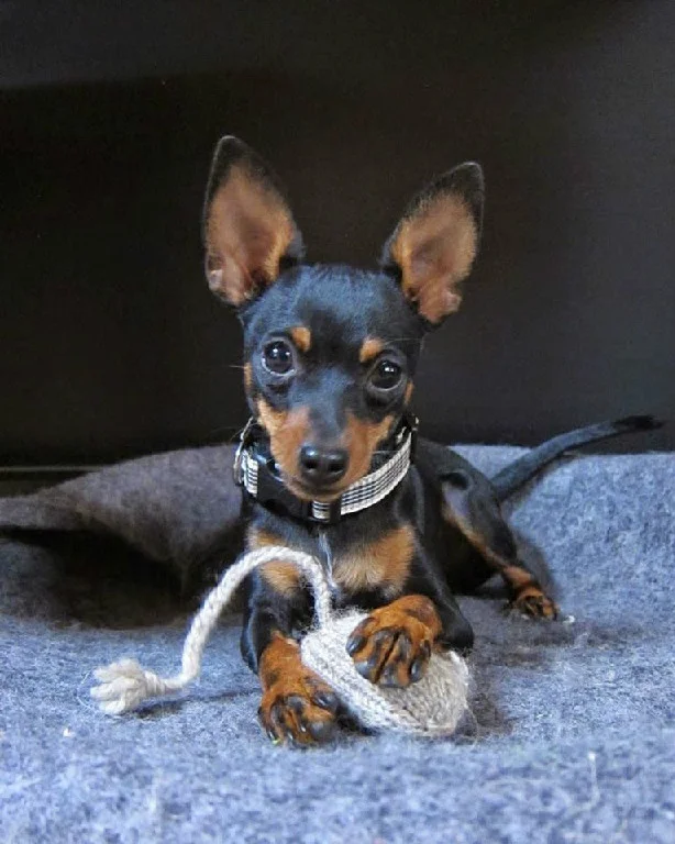 About — Prague Ratter Club of America