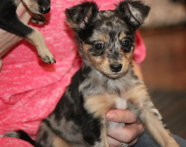 Palomar Prague Ratters — Prague Ratter Club of America