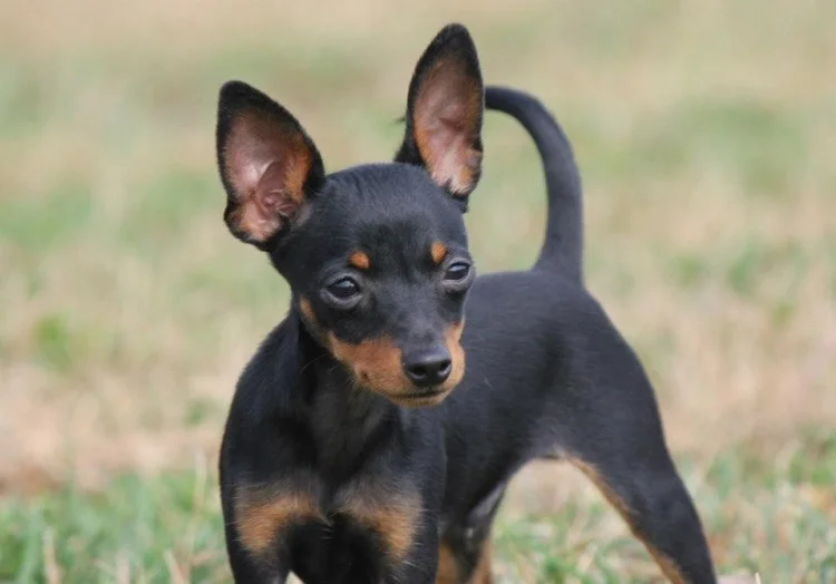 Breed Standard — Prague Ratter Club of America