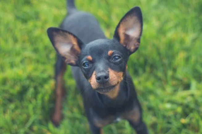 Carrimor Prague Ratters — Prague Ratter Club of America